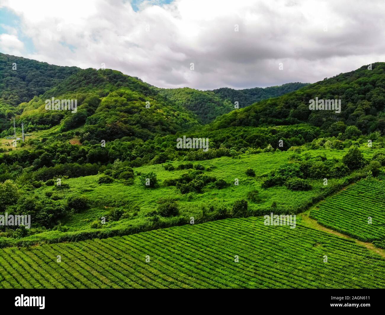 Top view of tea plantation in Krasnodar. The most northern tea growing ...