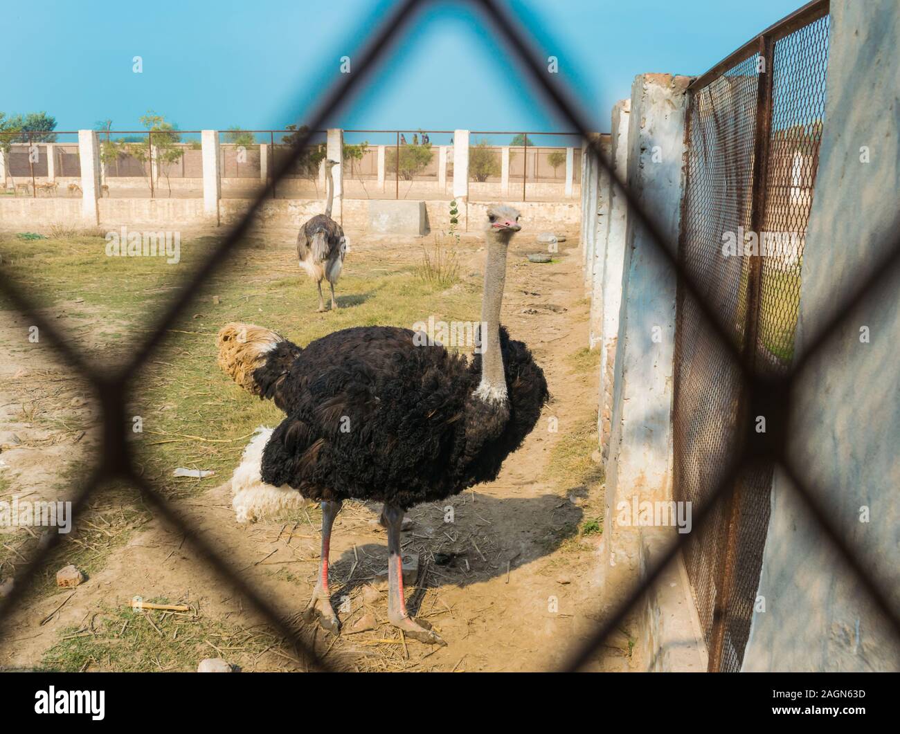 close up of african ostrich in a park.portrait of an ostrich with blue ...