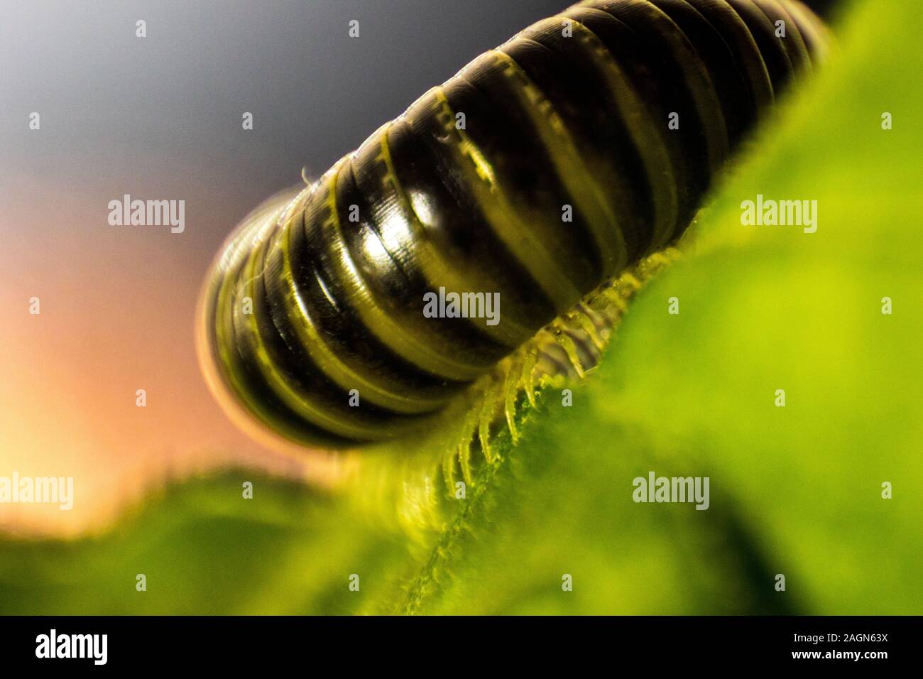 Armored millipede hi-res stock photography and images - Alamy