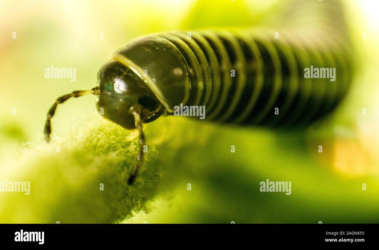 A closeup of a millipede insect with it's amazing armored body and lots ...