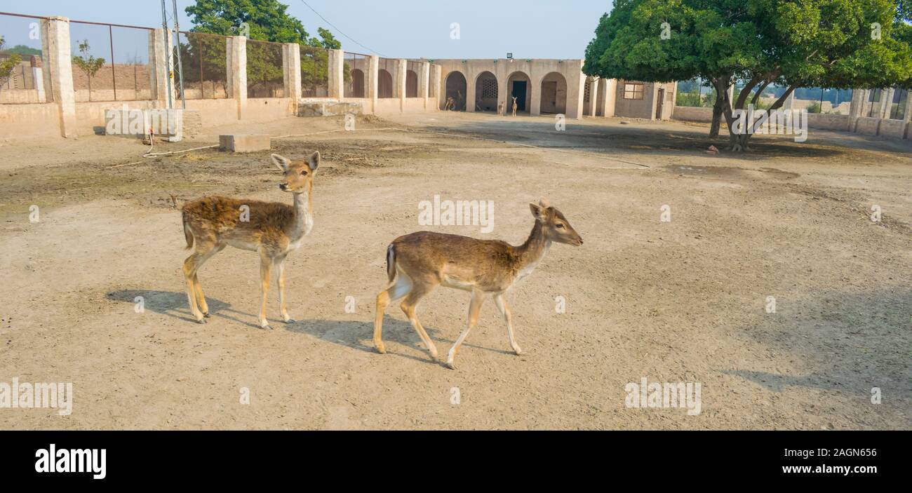 landscape image of two brown deer in a local park in pakistan Stock ...