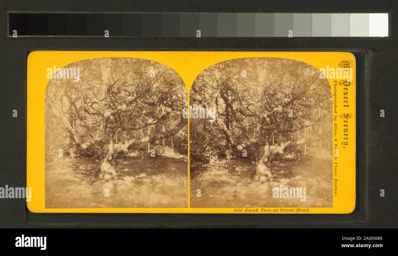 Old bearch tree hi-res stock photography and images - Alamy