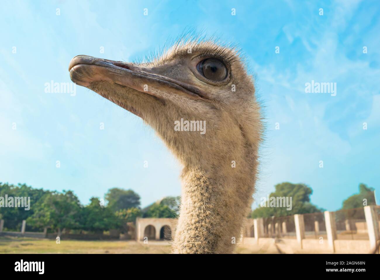 close up of african ostrich in a park.portrait of an ostrich with blue ...