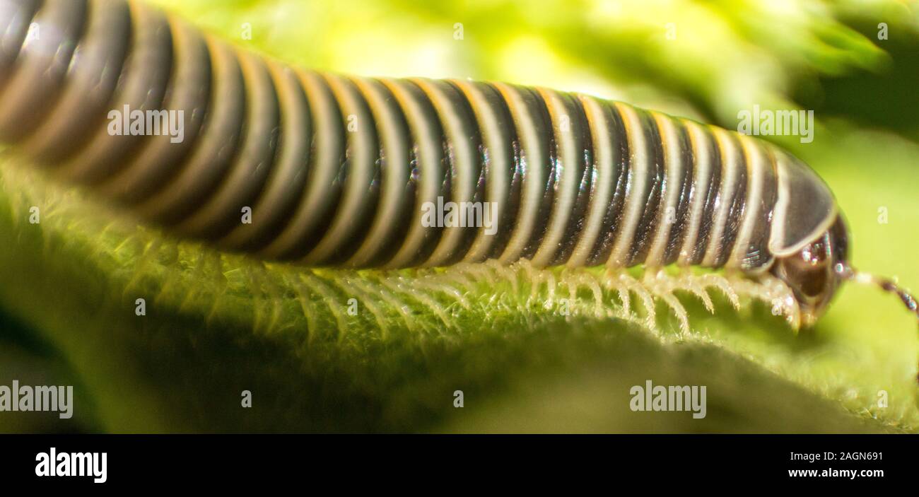 A closeup of a millipede insect with it's amazing armored body and lots ...