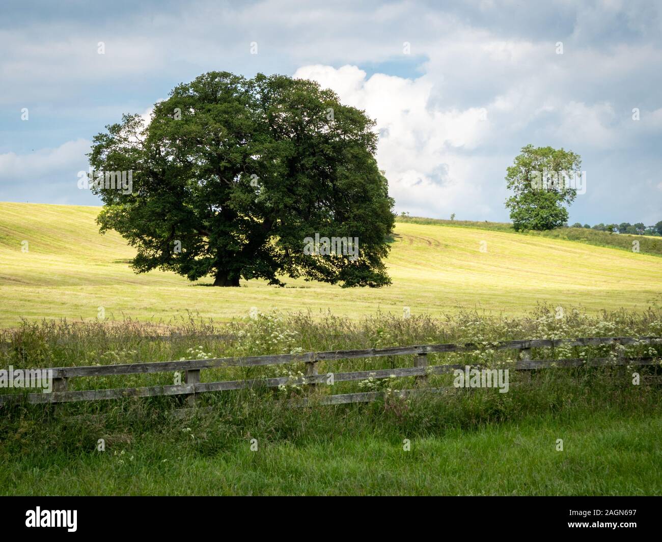Lone large tree hi-res stock photography and images - Alamy