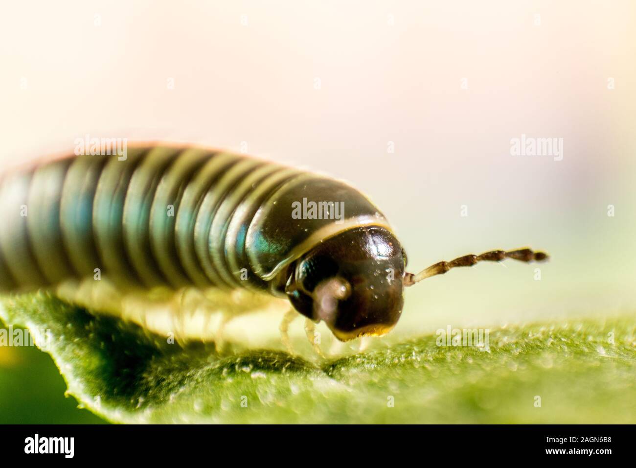 Armored centipede hi-res stock photography and images - Alamy