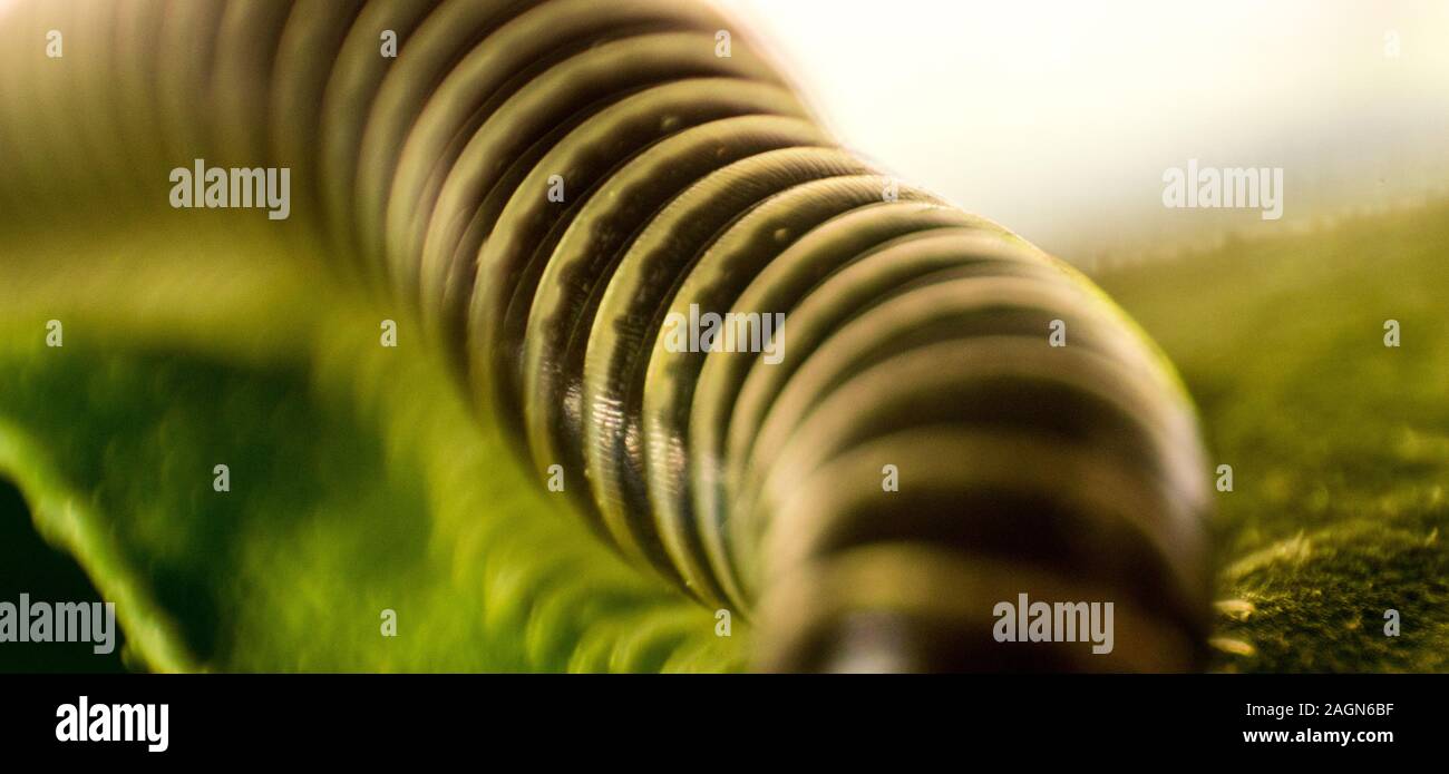 A closeup of a millipede insect with it's amazing armored body and lots ...