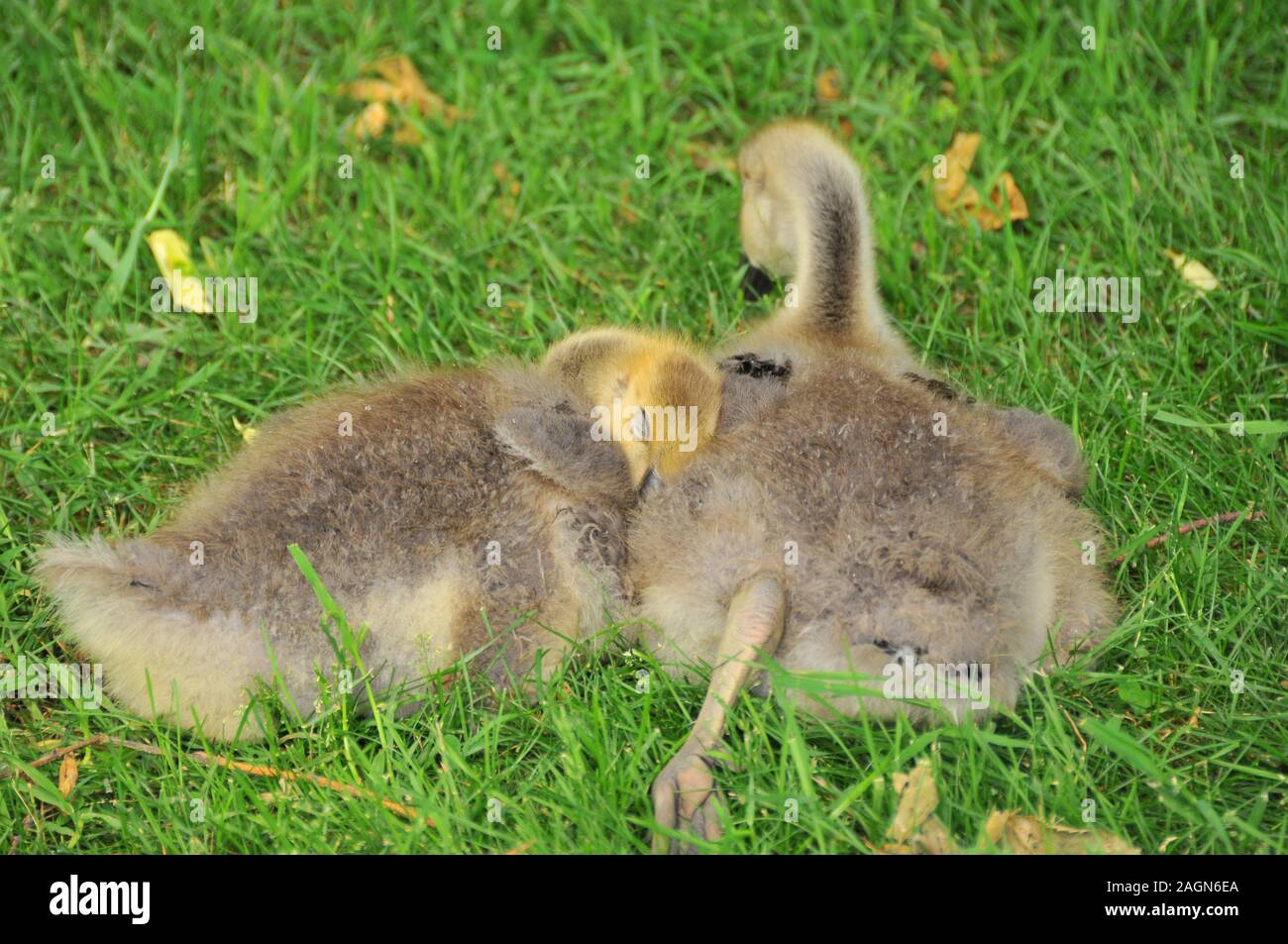 Canada baby gosling bird picture hi-res stock photography and images ...