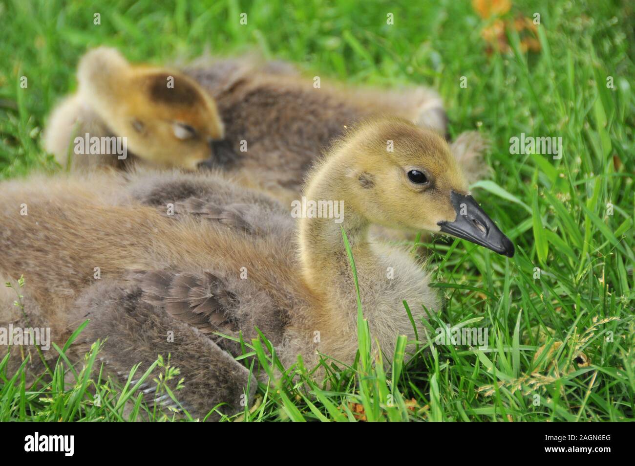 Canada baby gosling bird picture hi-res stock photography and images ...