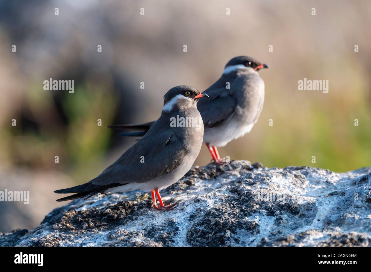 Rock pratincoles hi-res stock photography and images - Alamy