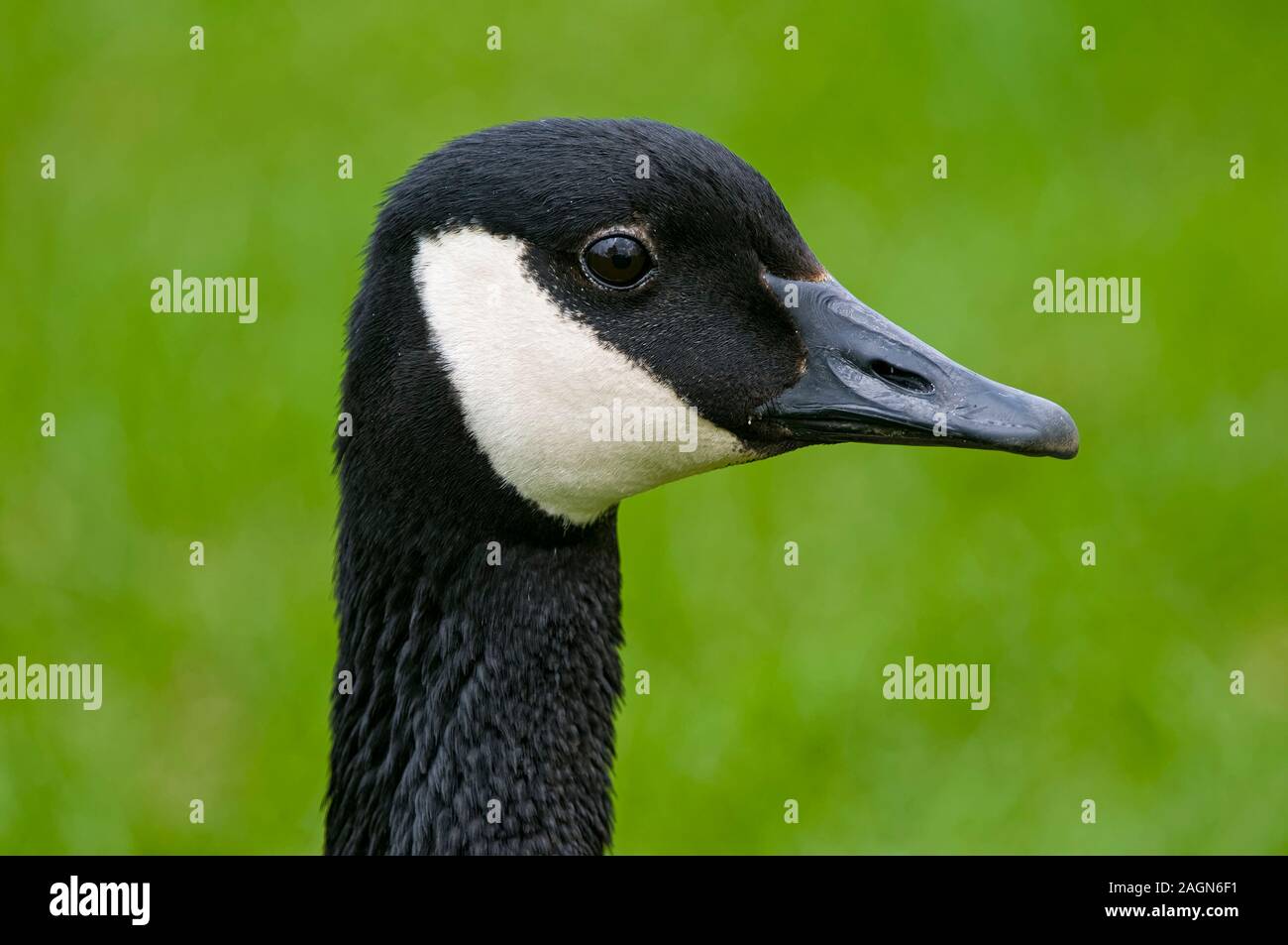 Closeup photos images hi-res stock photography and images - Alamy