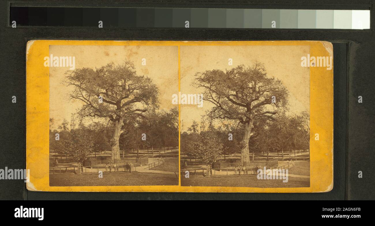 Old elm tree on Boston Common by John P. Heywood.; Old elm tree on ...