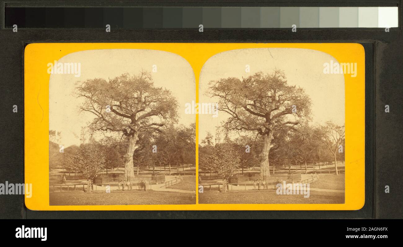 Old elm tree on Boston Common by John P. Heywood.; Old elm tree on ...