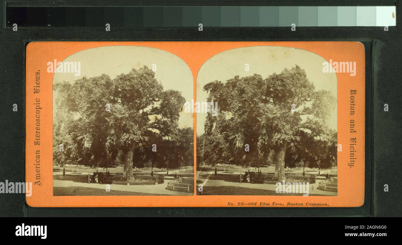 Old elm tree, Boston Common Old elm tree, Boston Common.; Old elm tree ...