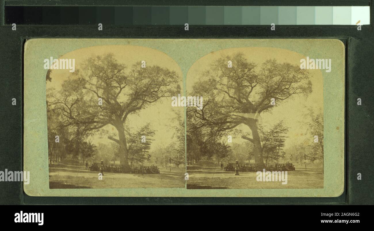 Old elm tree, Boston Common Old elm tree, Boston Common.; Old elm tree ...