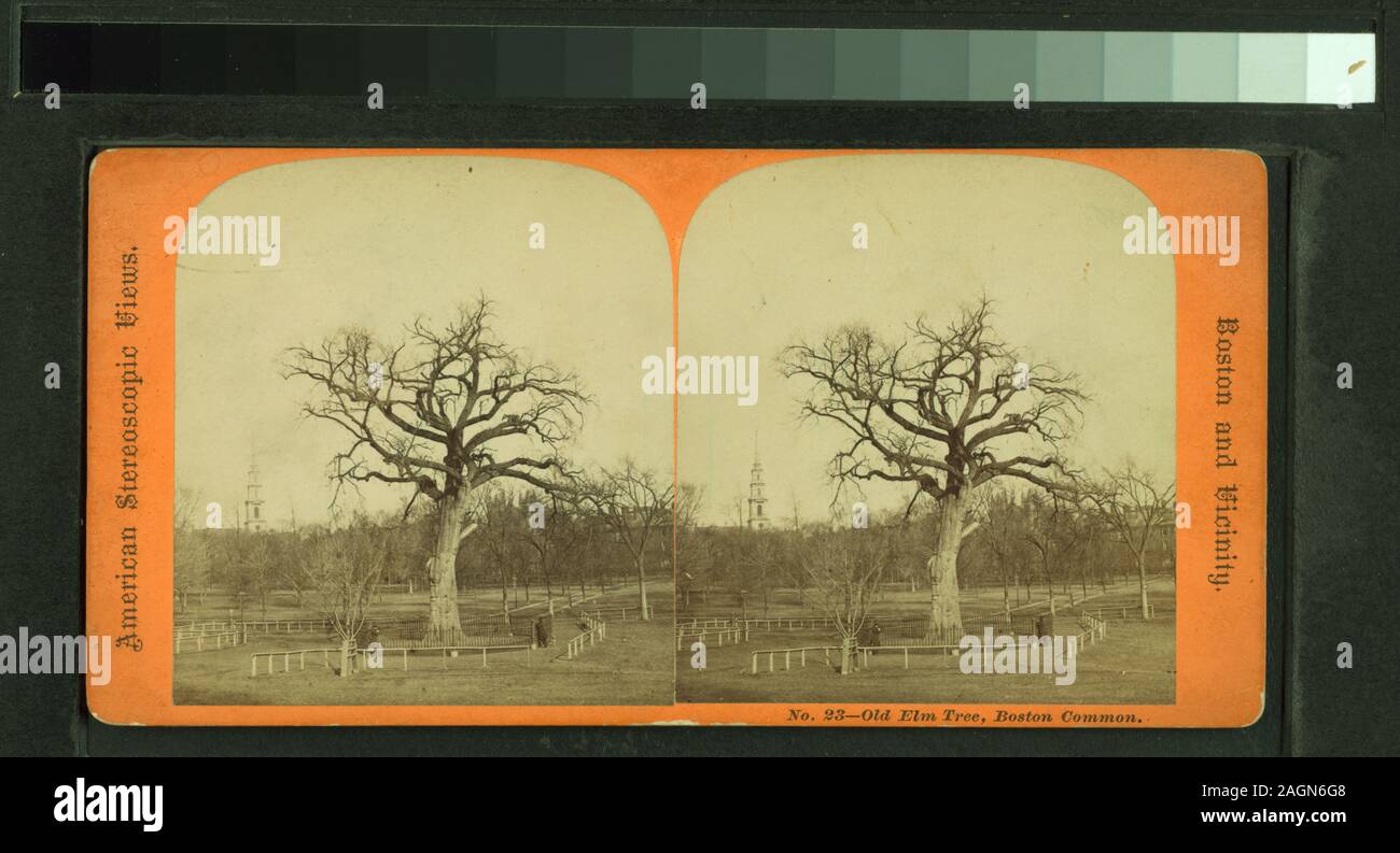 Old elm tree, Boston Common Old elm tree, Boston Common.; Old elm tree ...