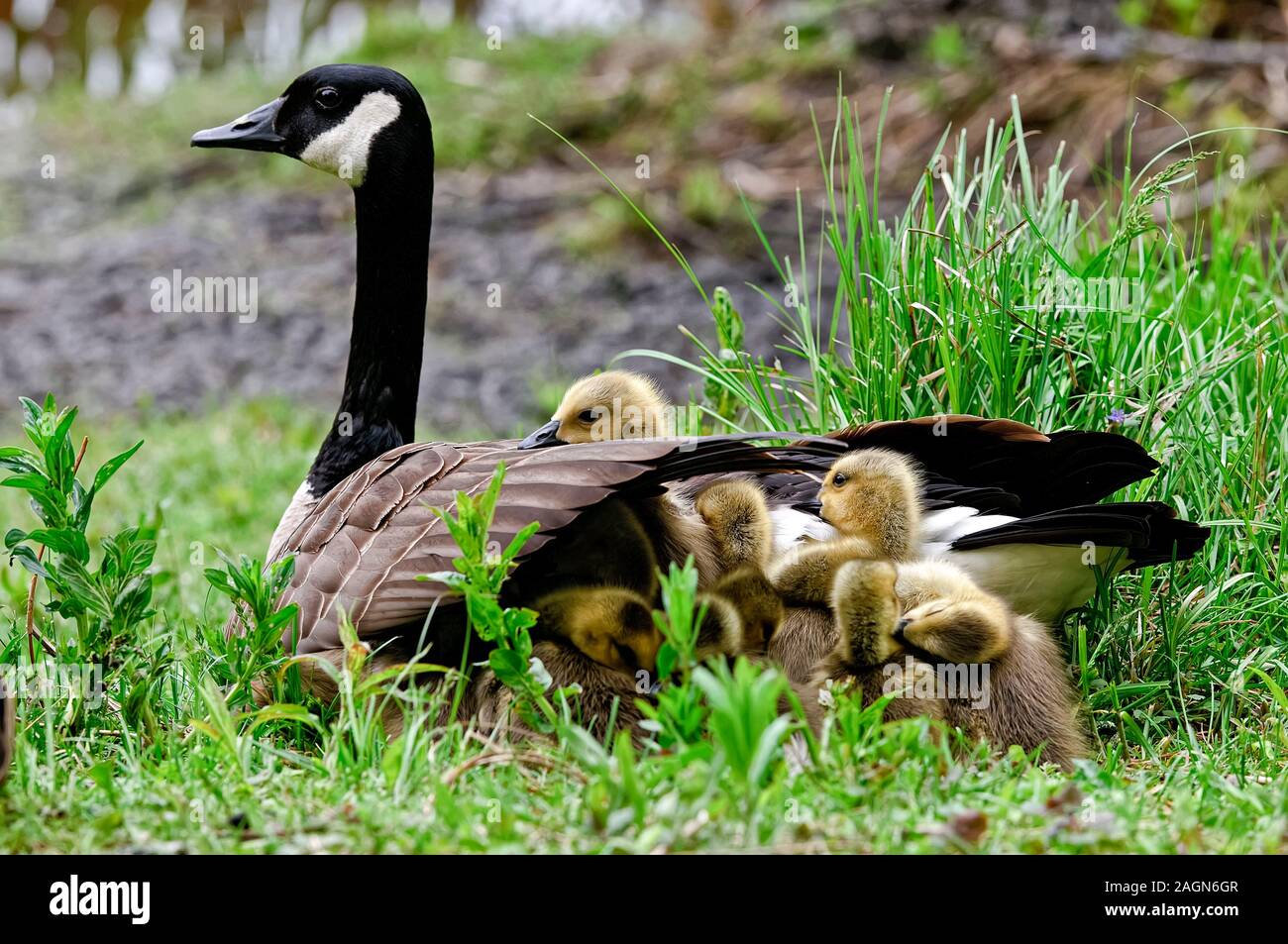 Canada baby gosling picture hi-res stock photography and images - Alamy
