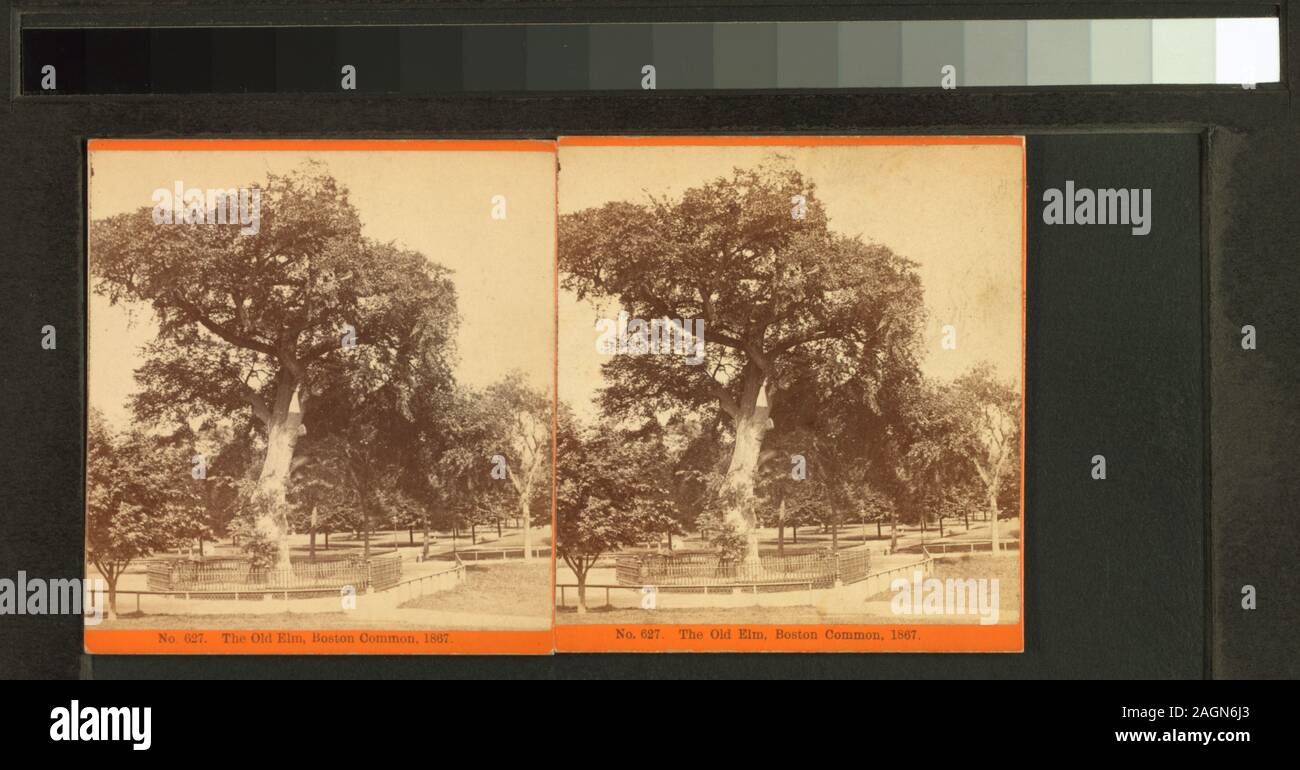 Old elm tree, Boston Common, 1876 Old elm tree, Boston Common, 1876 ...