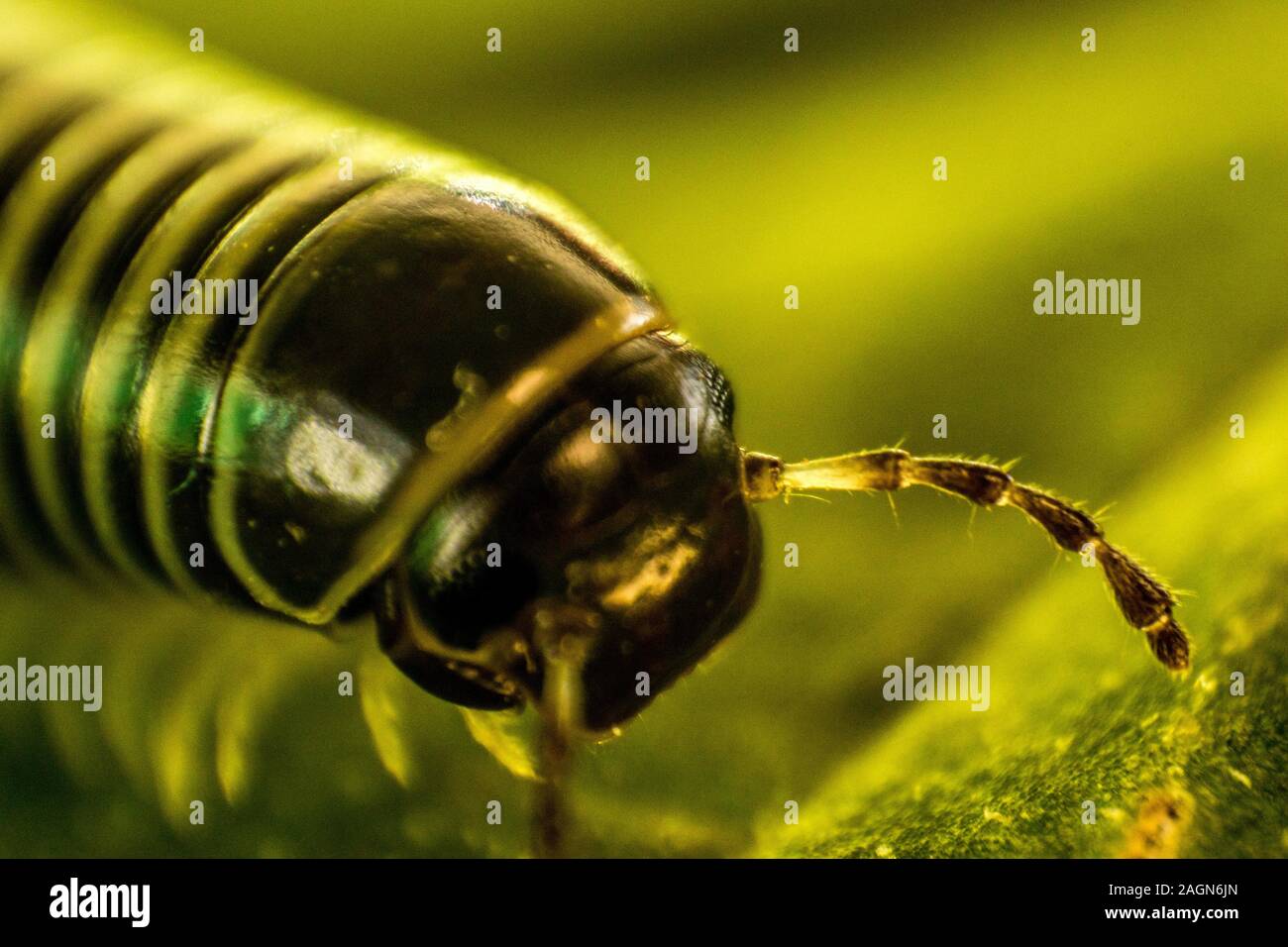 A closeup of a millipede insect with it's amazing armored body and lots ...