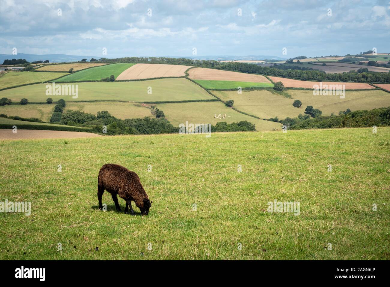 Have you any wool Stock Photo - Alamy