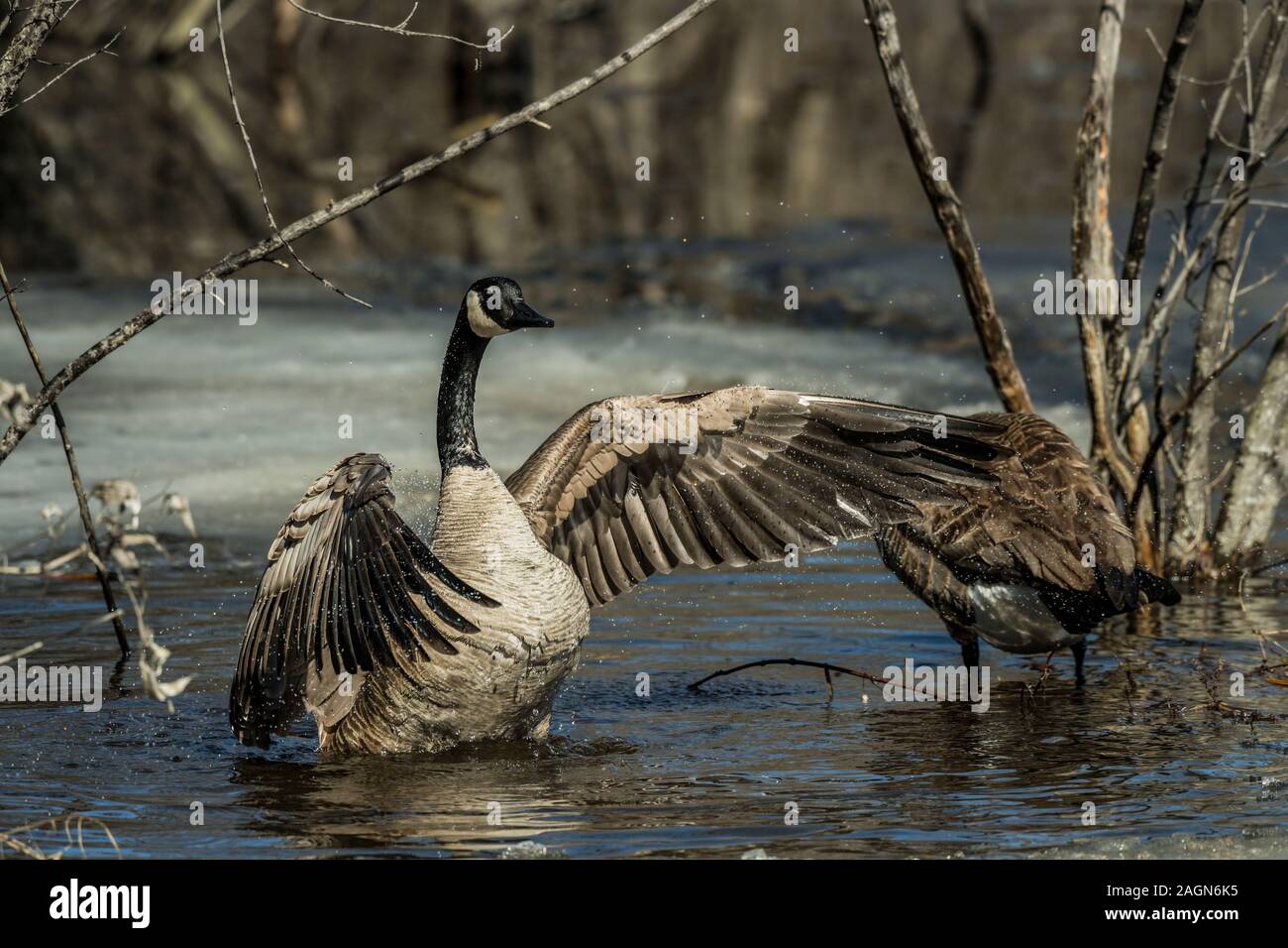 Images goose hi-res stock photography and images - Alamy