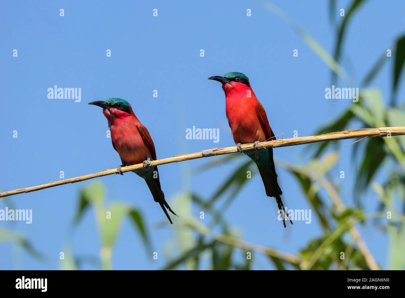 Carmine bee eater botswana hi-res stock photography and images - Alamy