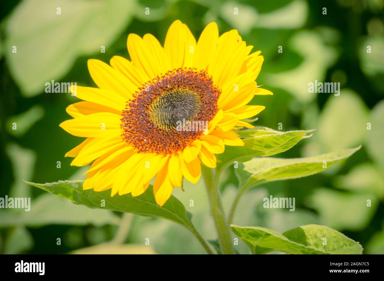 sunflower closeup with background Stock Photo - Alamy