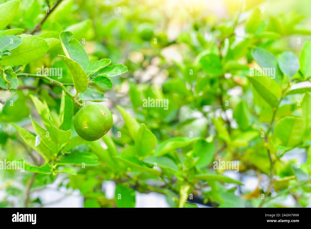 Lime cultivation hi-res stock photography and images - Alamy