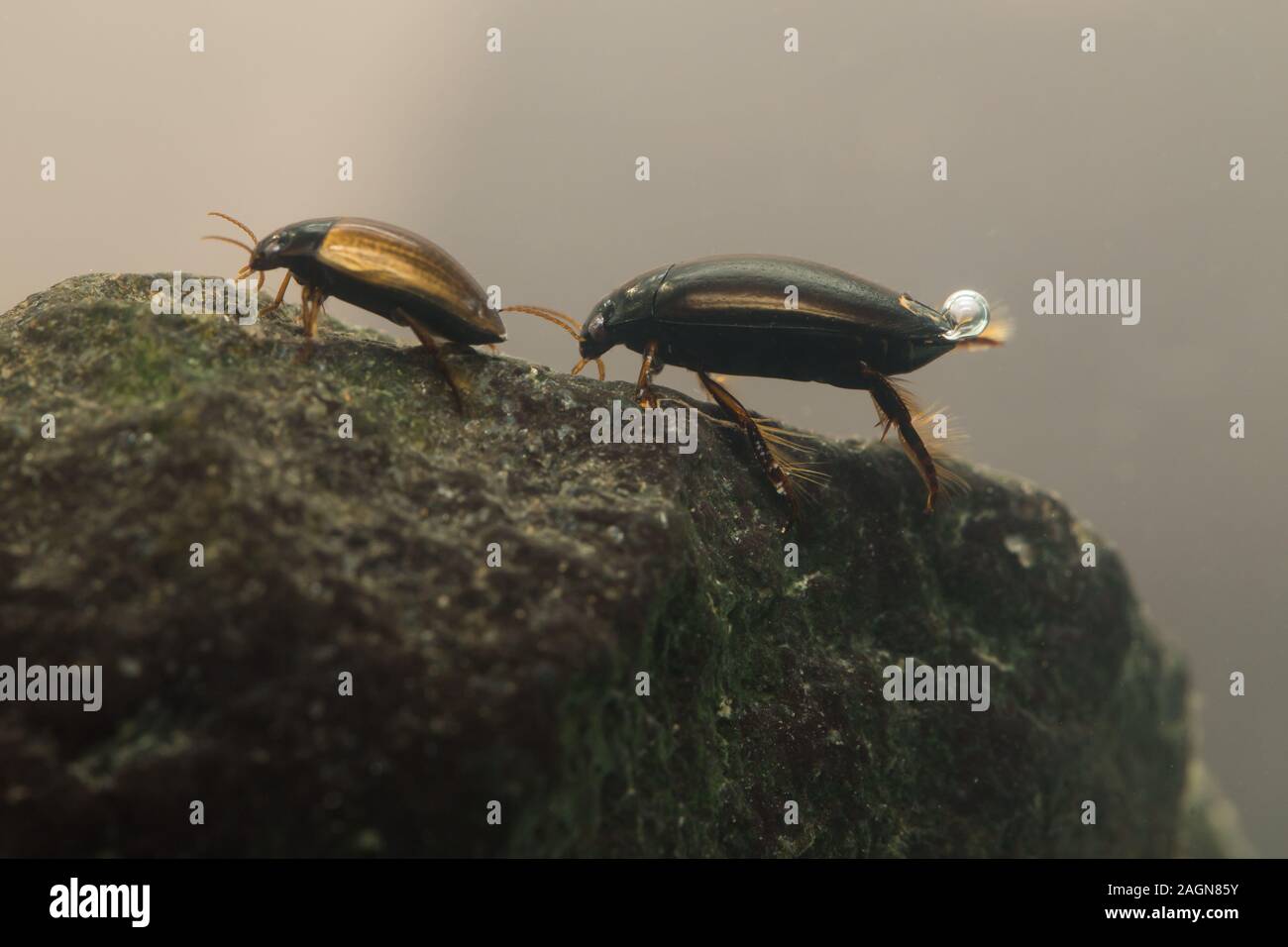 Diving beetle species (Agabus sp and Ilybius sp Stock Photo - Alamy