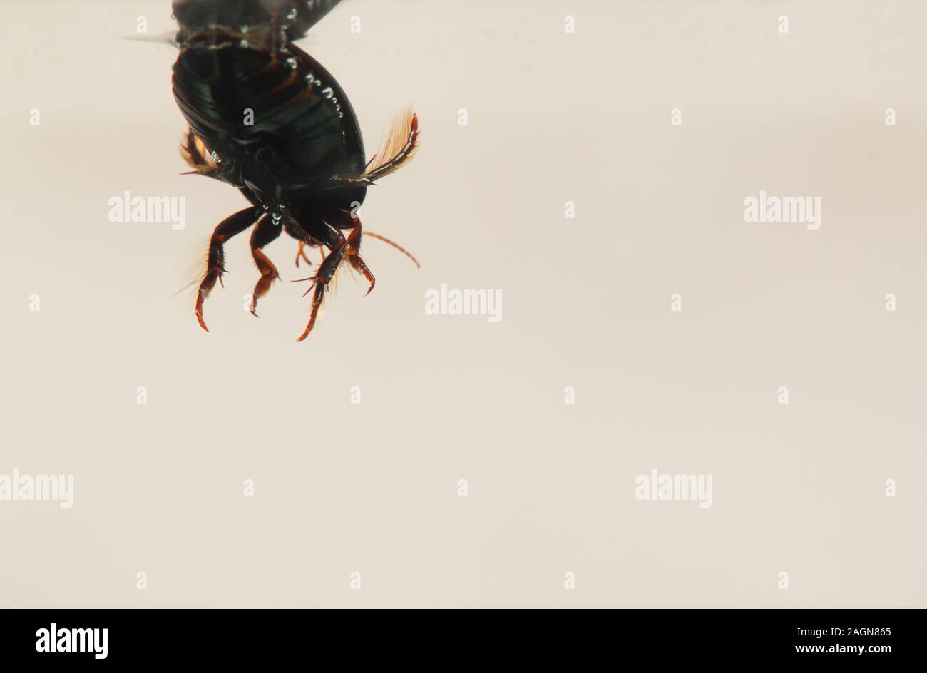 Water surface dwelling hi-res stock photography and images - Alamy