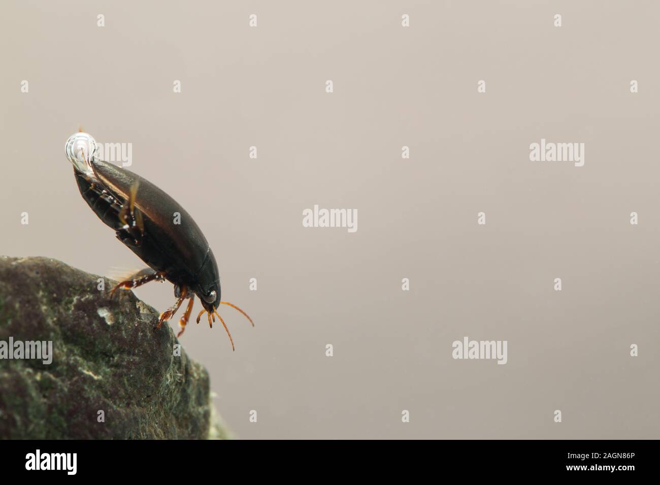 Water beetle mud hi-res stock photography and images - Alamy