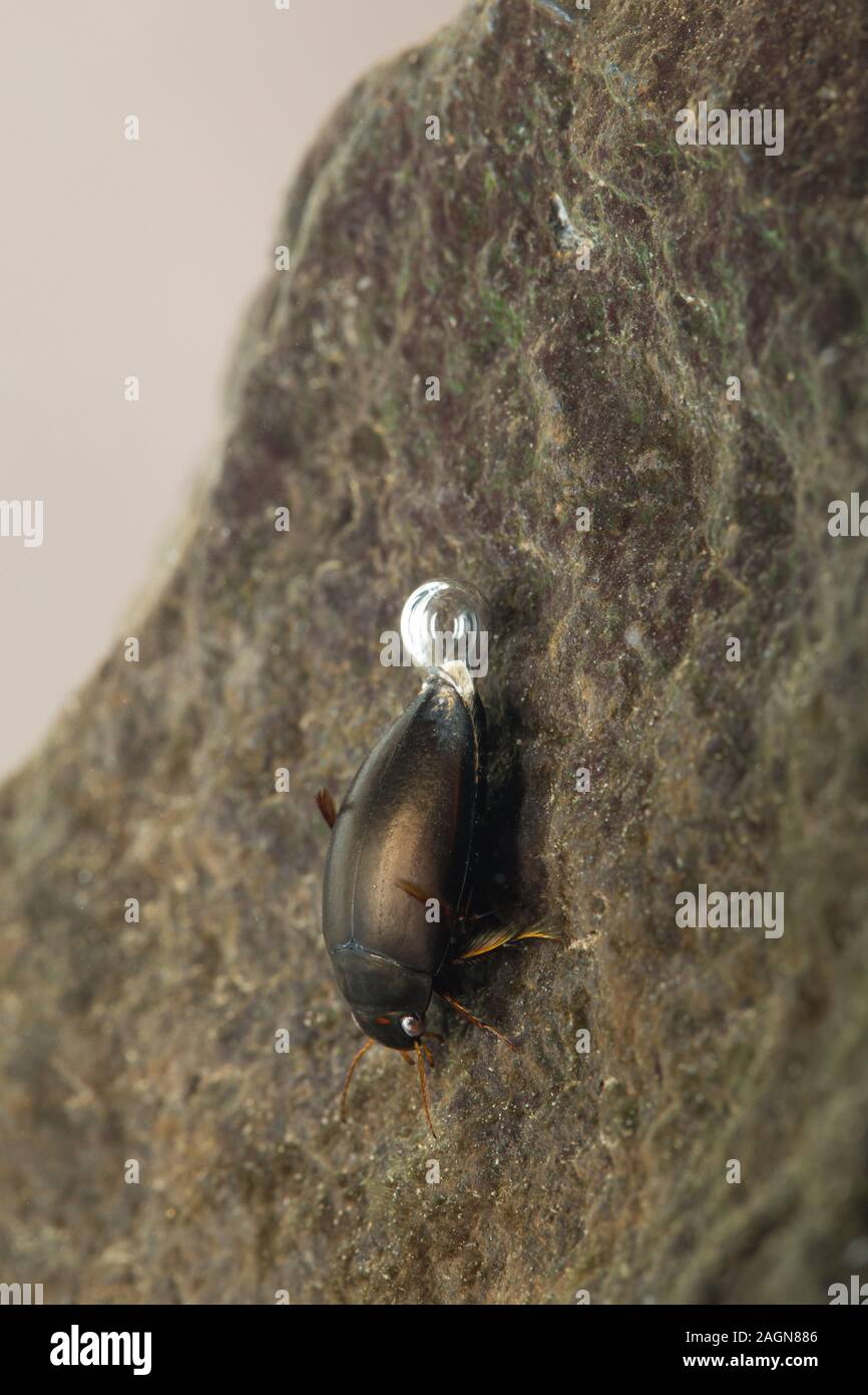 Water beetle mud hi-res stock photography and images - Alamy