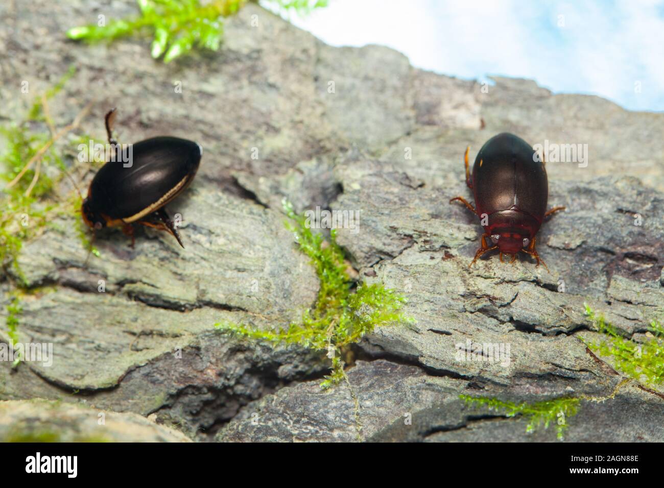 Hydaticus seminiger hi-res stock photography and images - Alamy