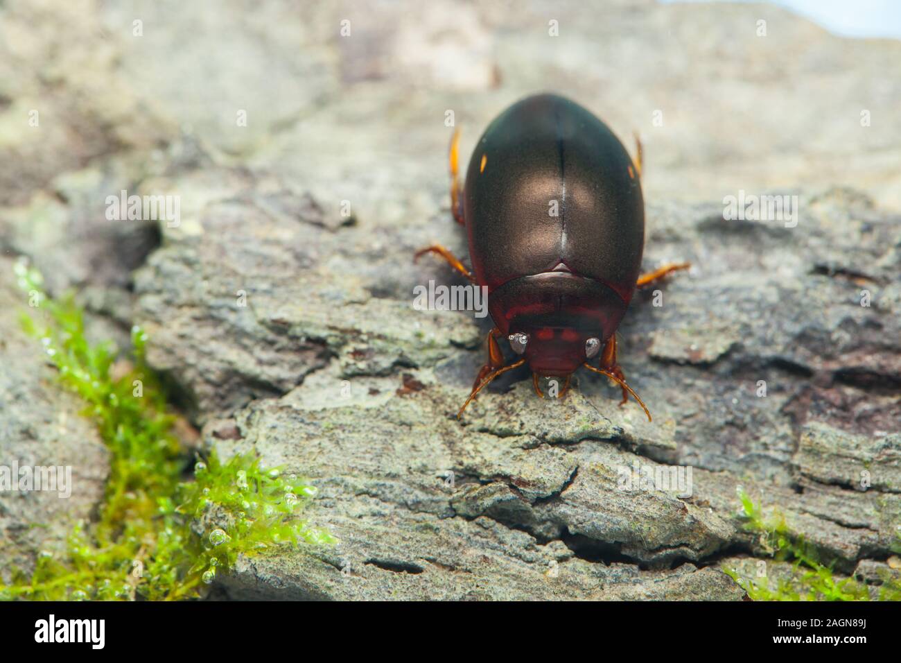 Water beetle mud hi-res stock photography and images - Alamy