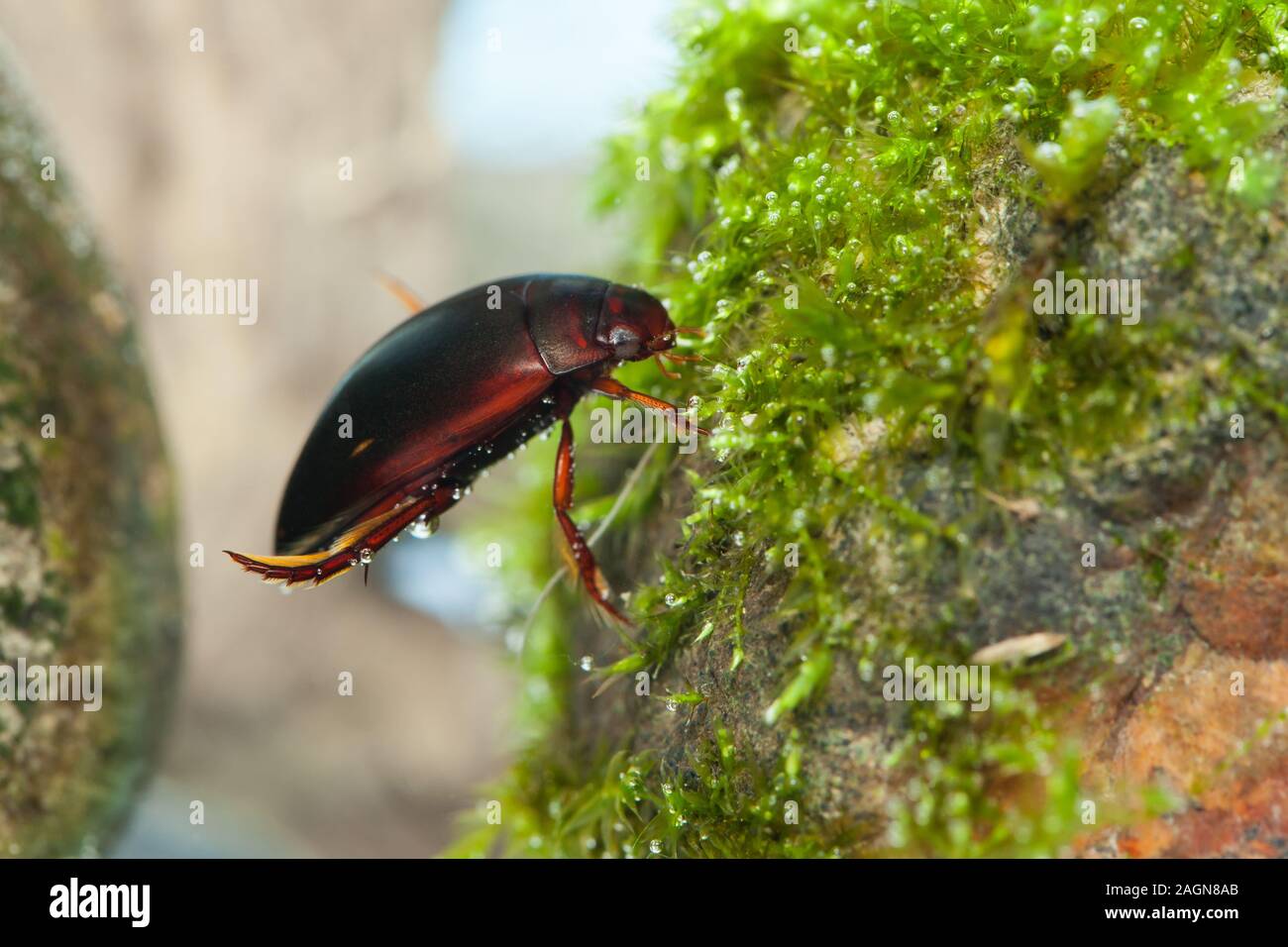 Water beetle mud hi-res stock photography and images - Alamy