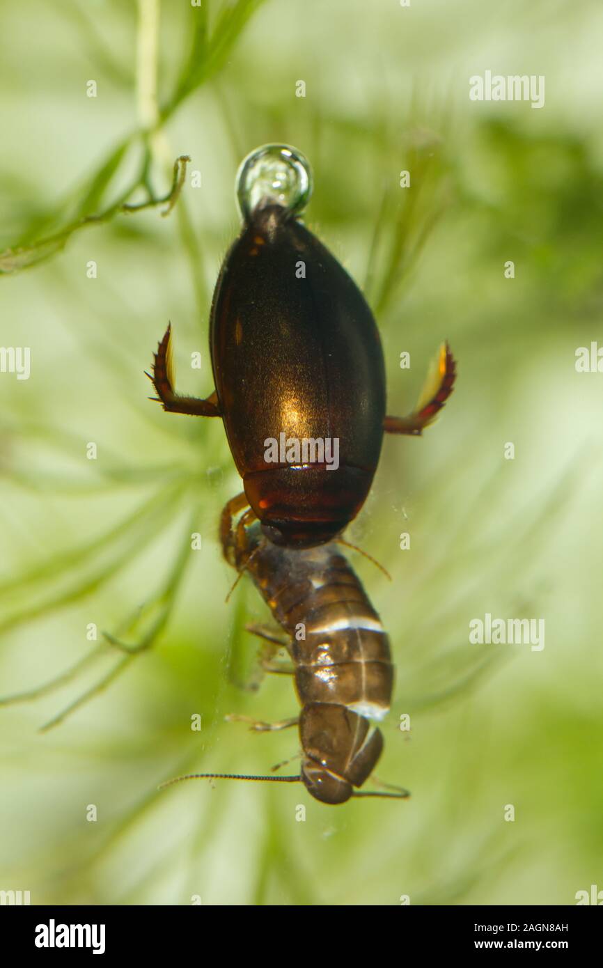 Fenestratus High Resolution Stock Photography and Images - Alamy