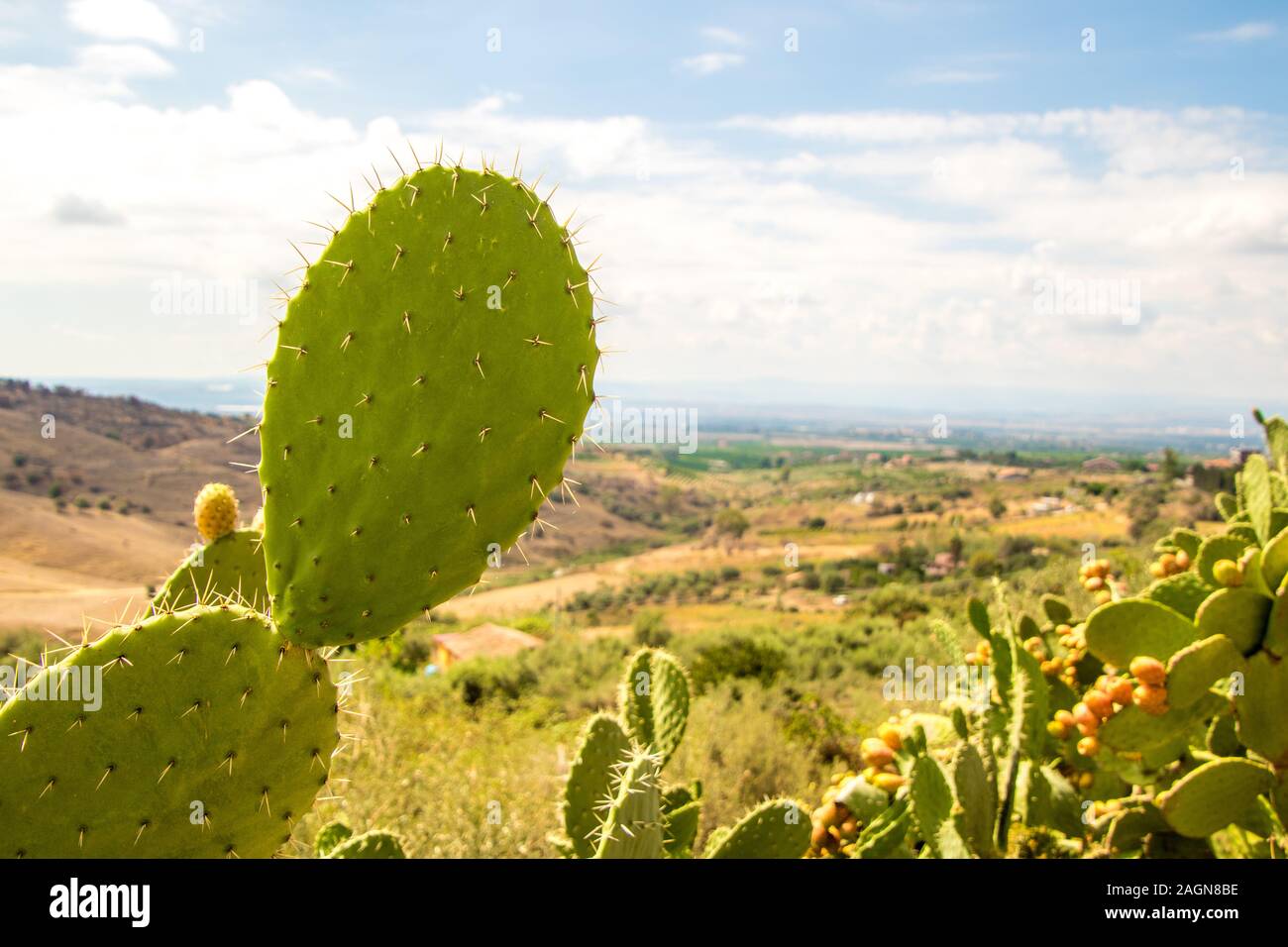 A typical Italian cactus plant Stock Photo - Alamy