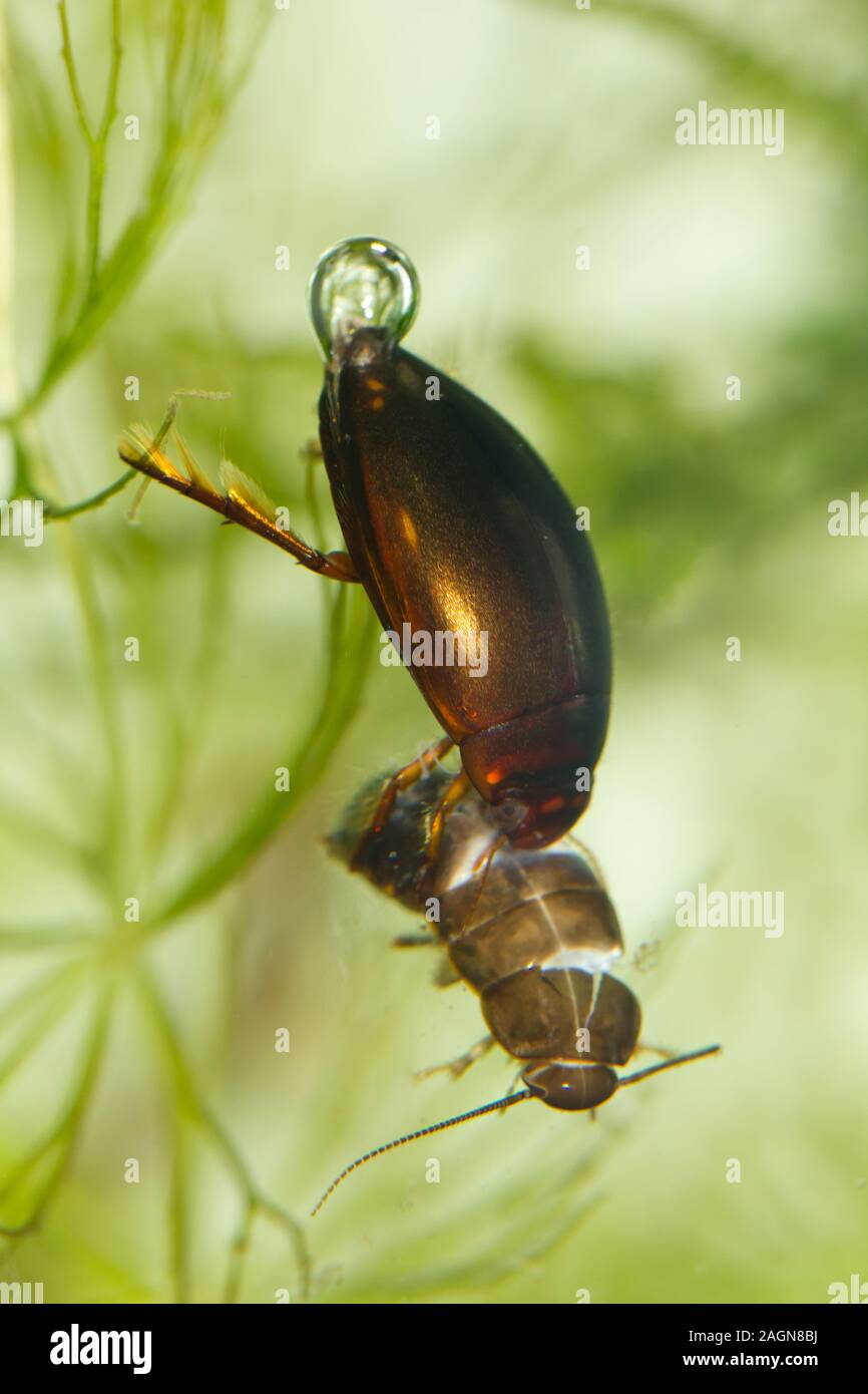 Mud-dwelling diving beetle (Ilybius fenestratus Stock Photo - Alamy