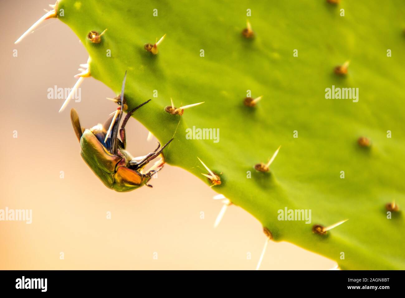 A large beetle crawling along a cactus plant it has just landed on ...