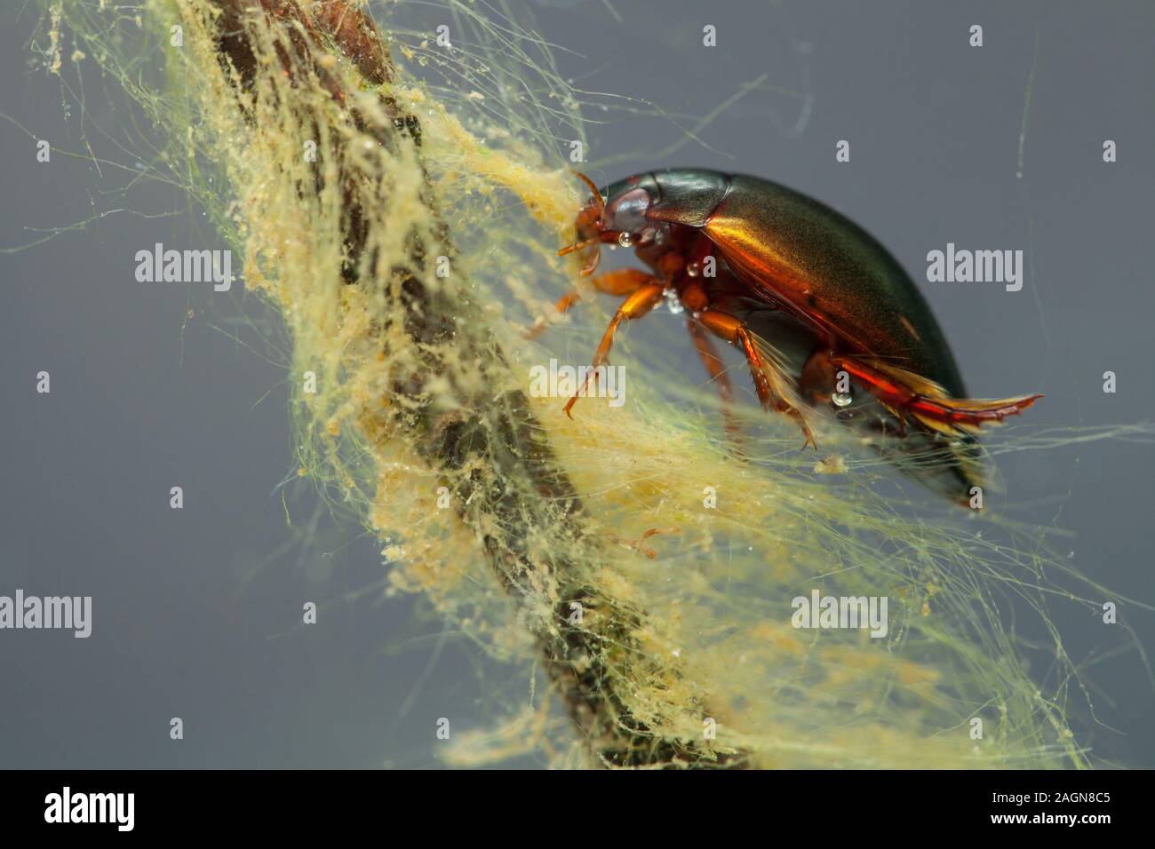 Water beetle mud hi-res stock photography and images - Alamy