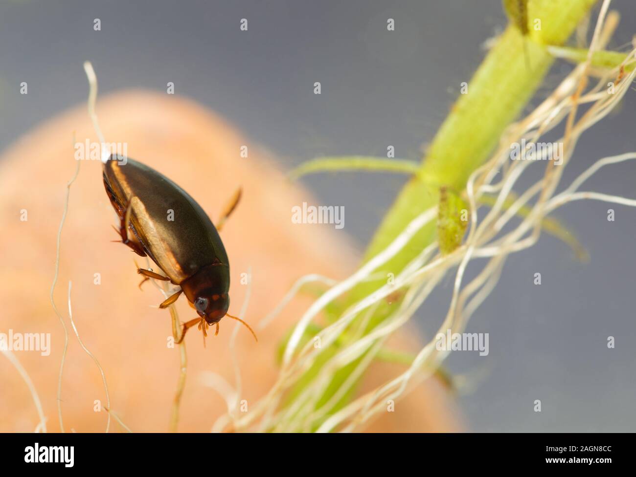 Water beetle mud hi-res stock photography and images - Alamy