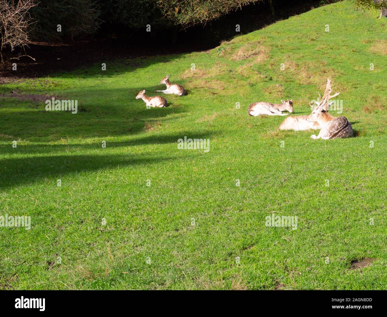 Multiple Deer Resting On The Grass Stock Photo - Alamy