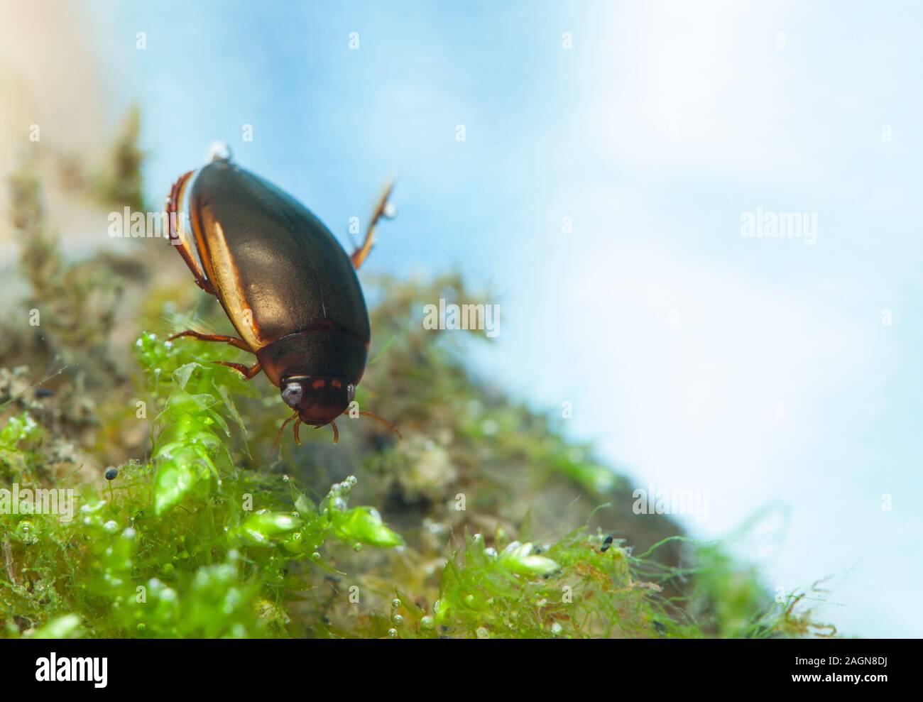 Water beetle mud hi-res stock photography and images - Alamy