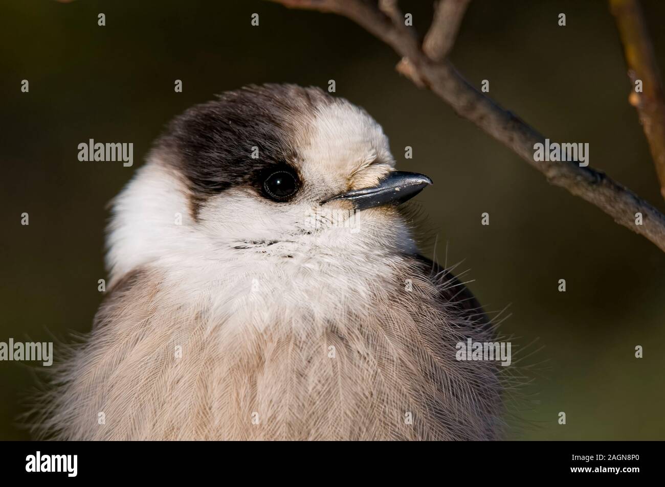 Gray jay images hi-res stock photography and images - Alamy