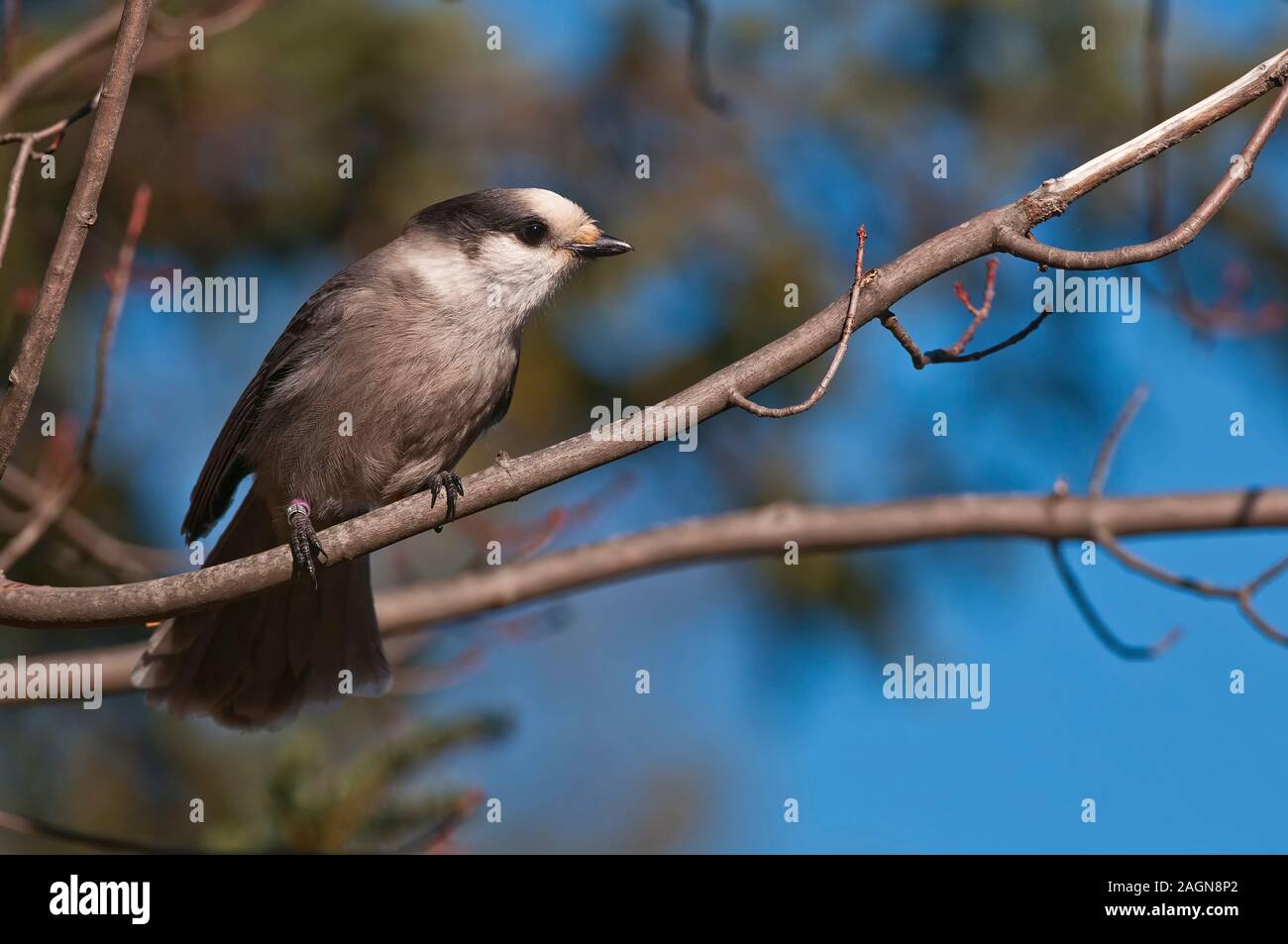 Grey jay canada hi-res stock photography and images - Alamy