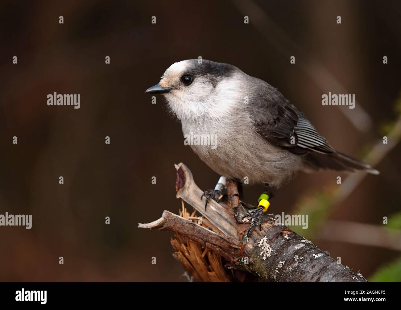 Grey jay photos hi-res stock photography and images - Alamy