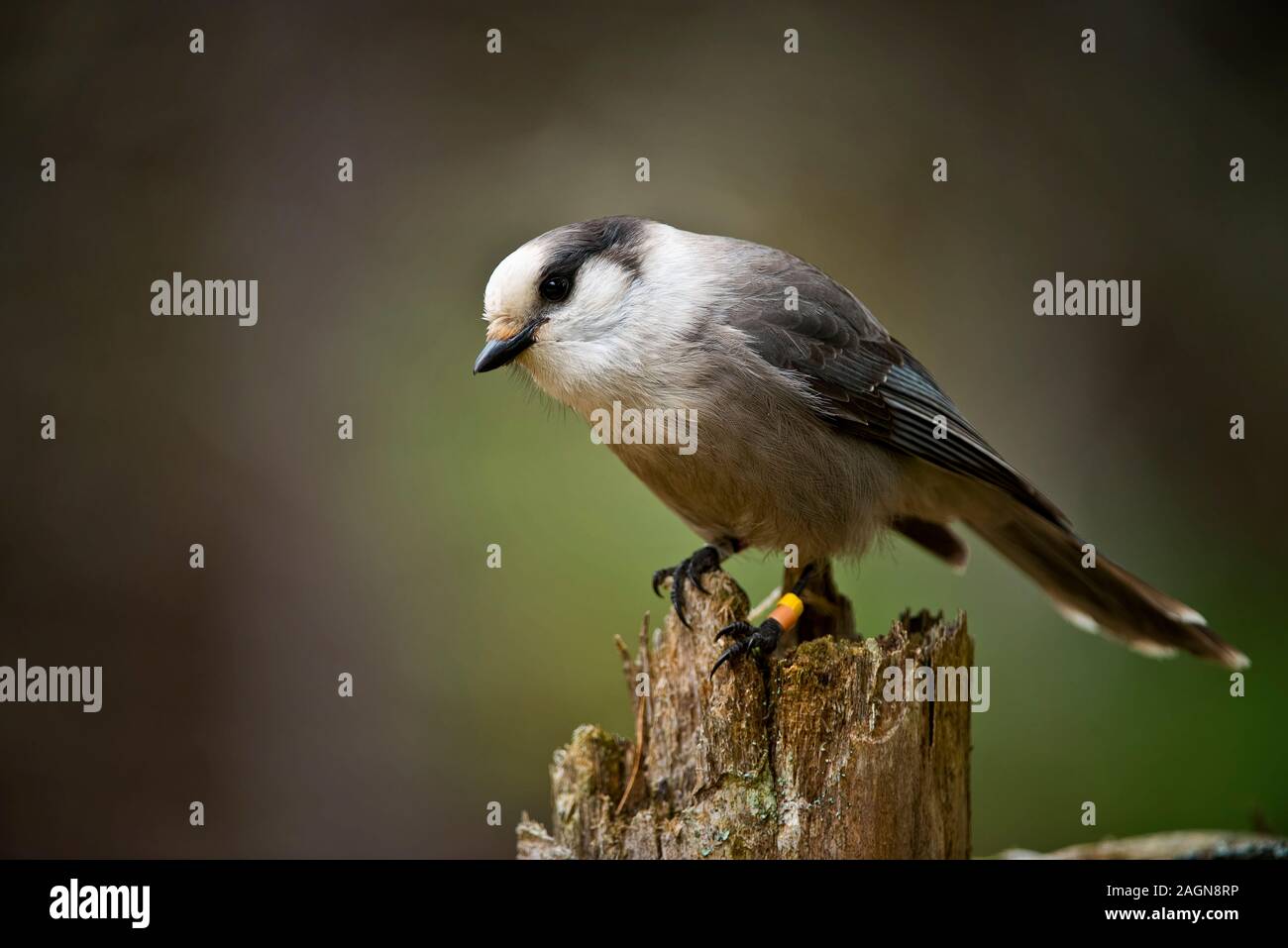 Grey Jay Canada High Resolution Stock Photography and Images - Alamy