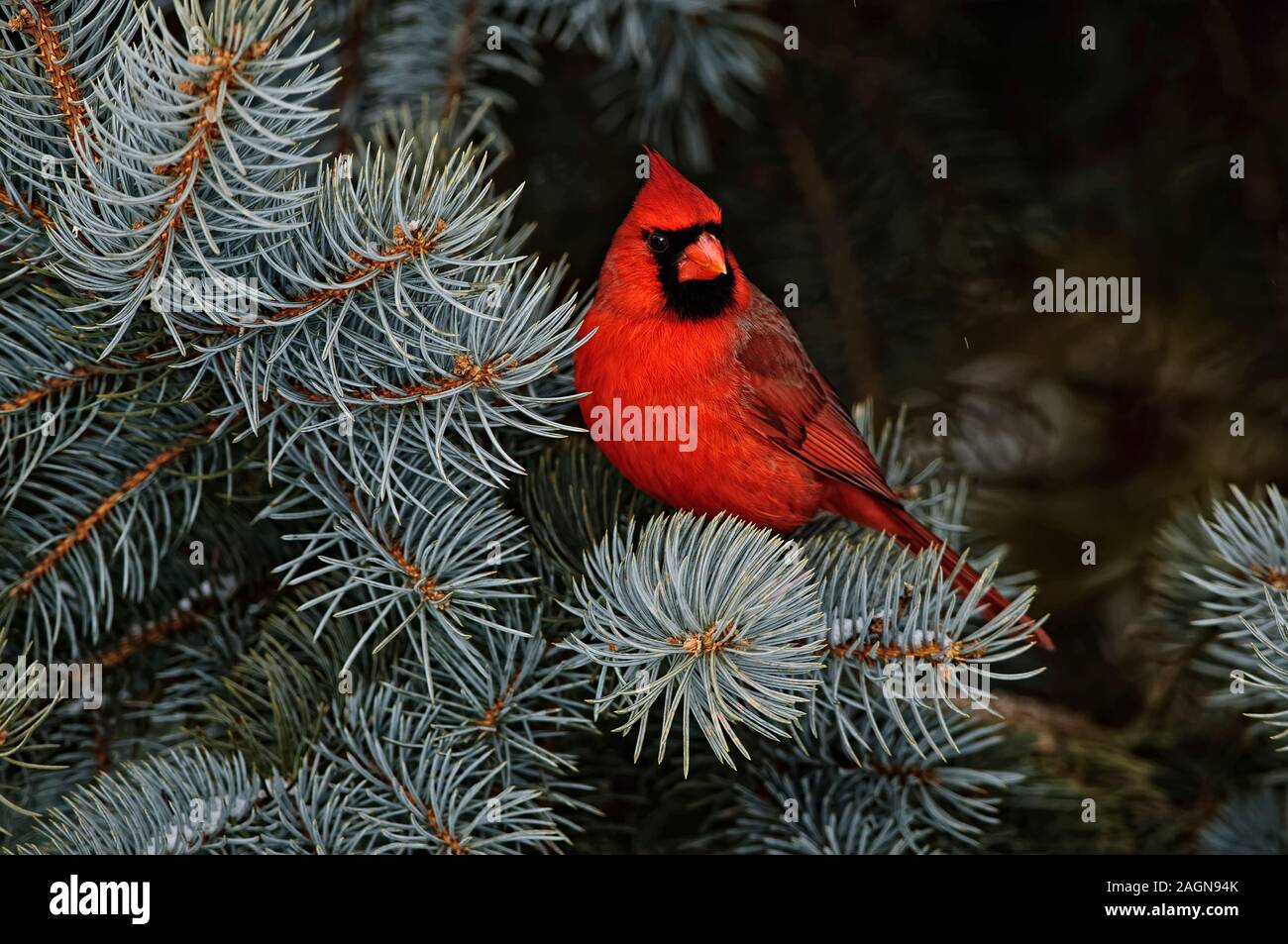 Photo of northern cardinal hi-res stock photography and images - Alamy