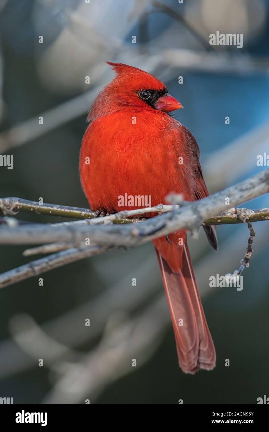 Male Northern Cardinal On Branch Stock Photo - Alamy