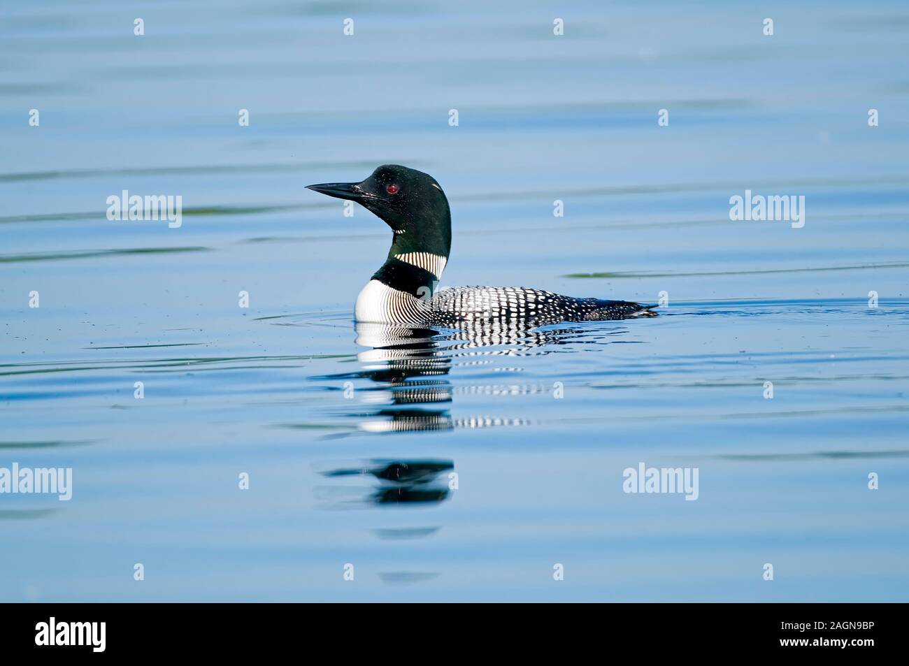 Common loon photographs hi-res stock photography and images - Alamy
